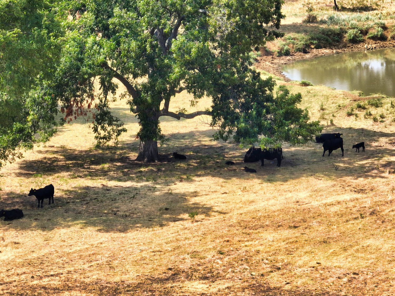 Jackson Angus Beef | Our Story